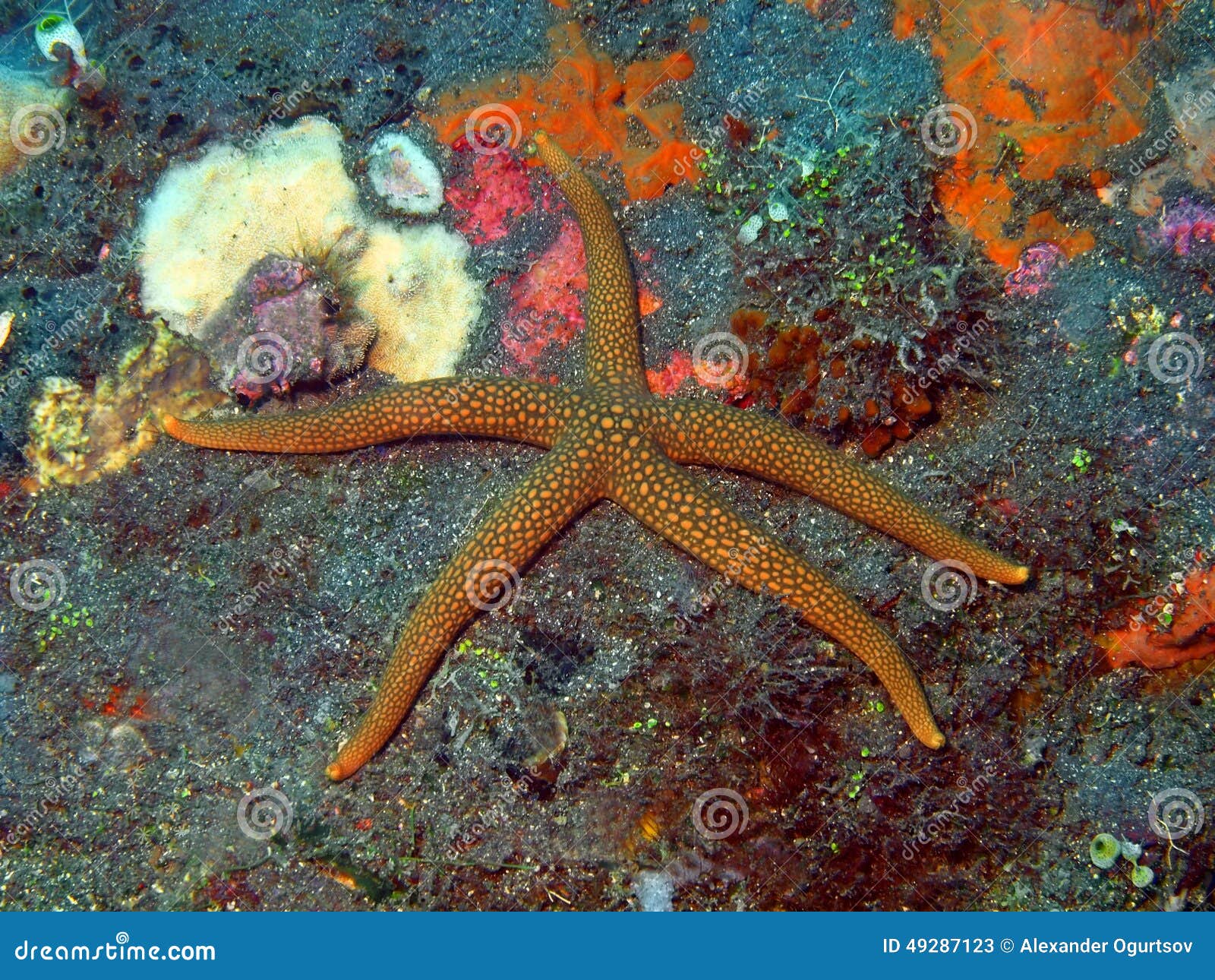 Starfish stock image. Image of ocean, dive, coral, starfish - 49287123