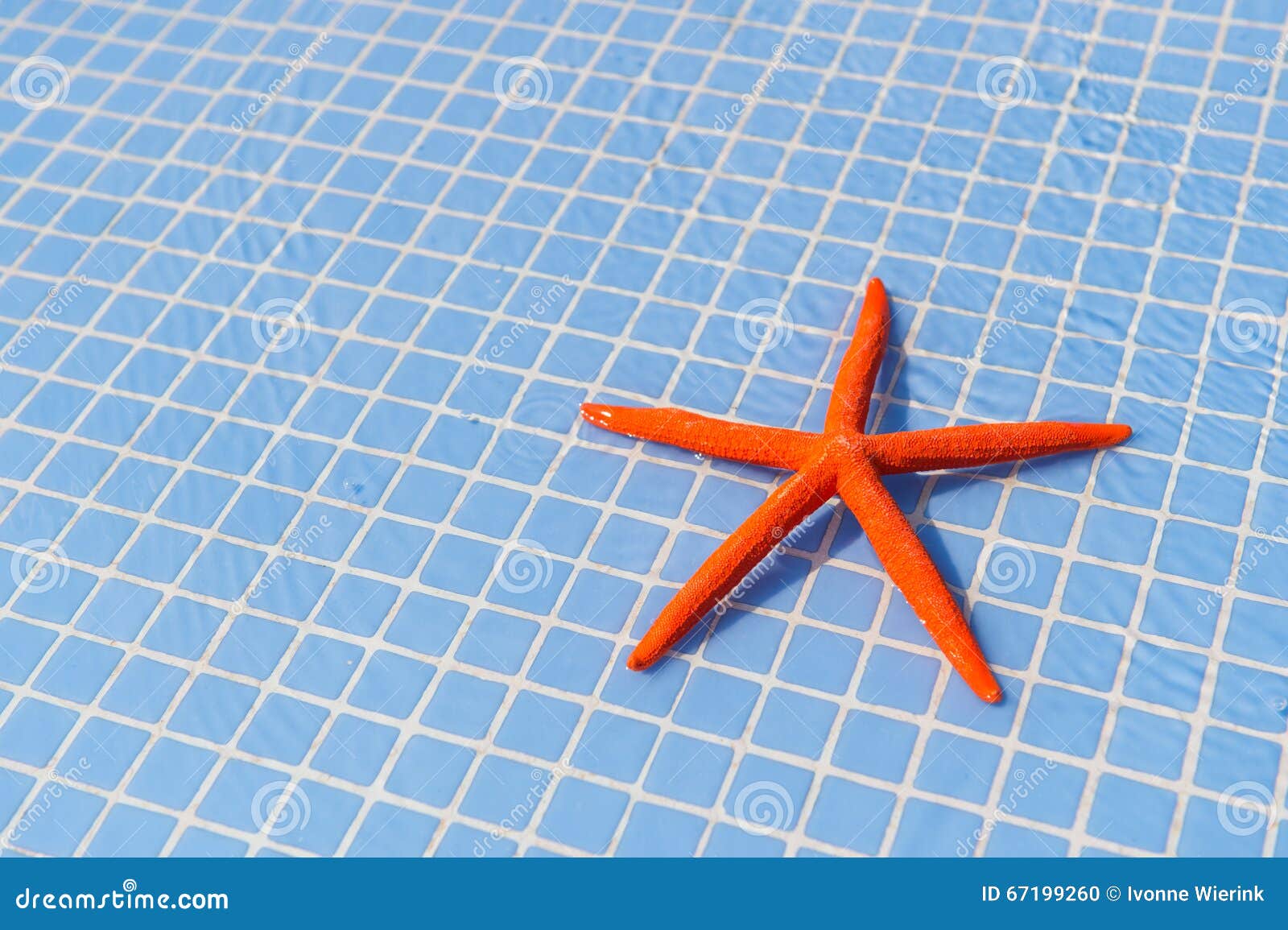 Starfish in swimming pool stock photo. Image of sunny - 67199260