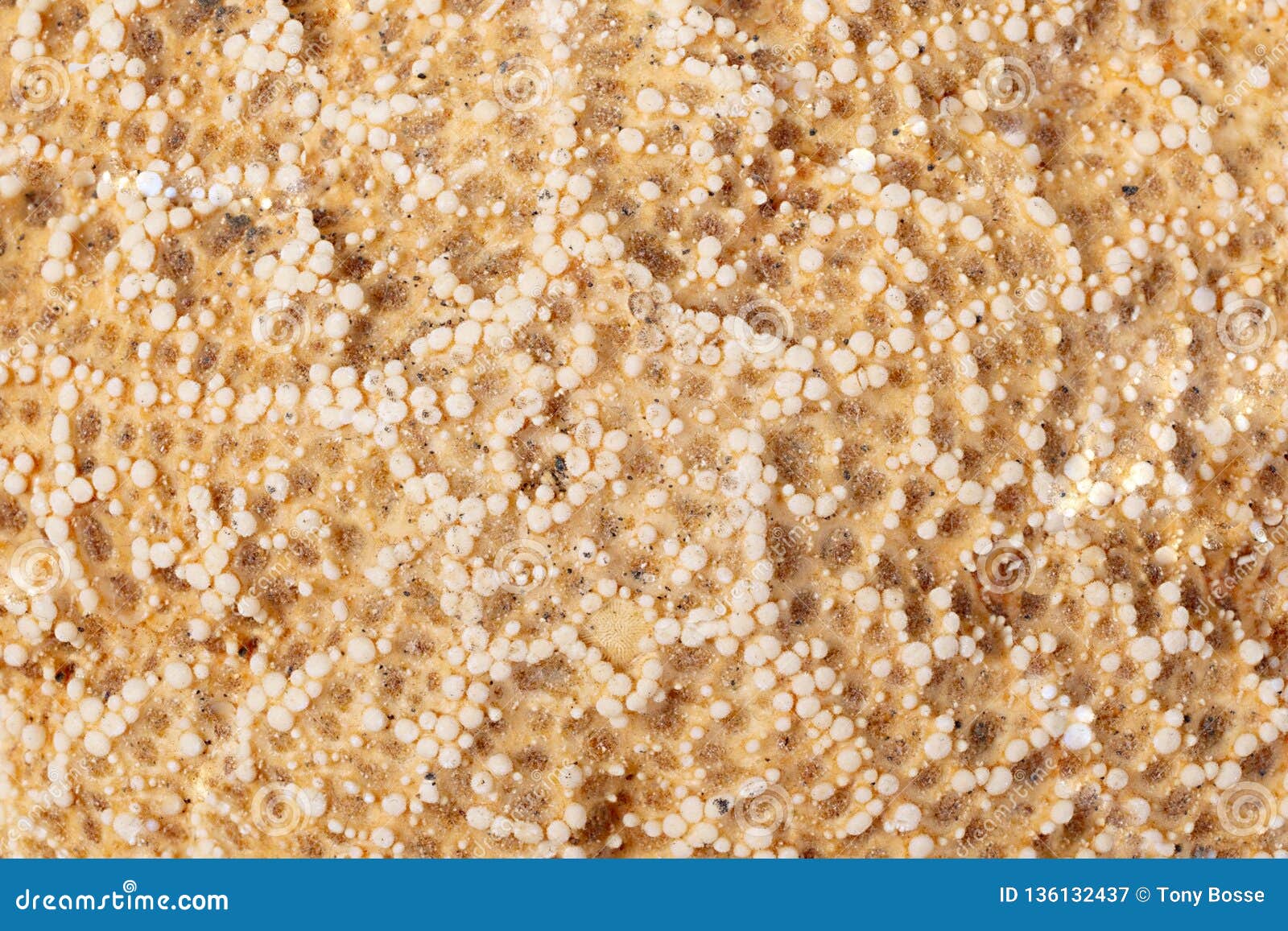 Starfish Texture Background Stock Image - Image of nautical, ocean ...