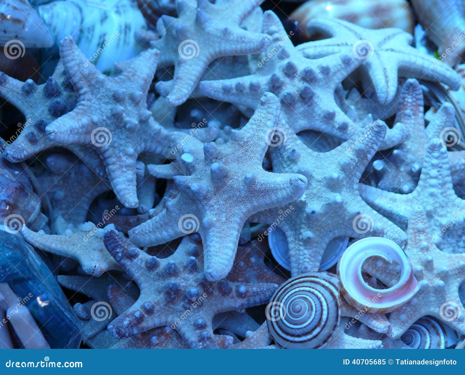18,707 Starfish Texture Marine Photos - Free & Royalty-Free Stock ...