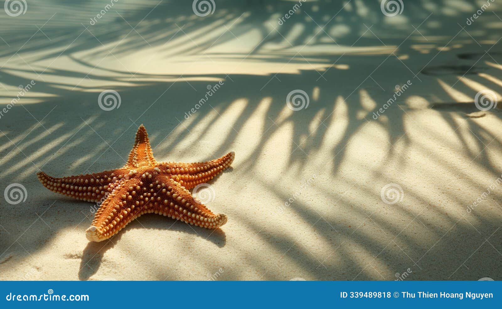 Starfish Theme at the Beach Stock Photo - Image of vacation, summer ...