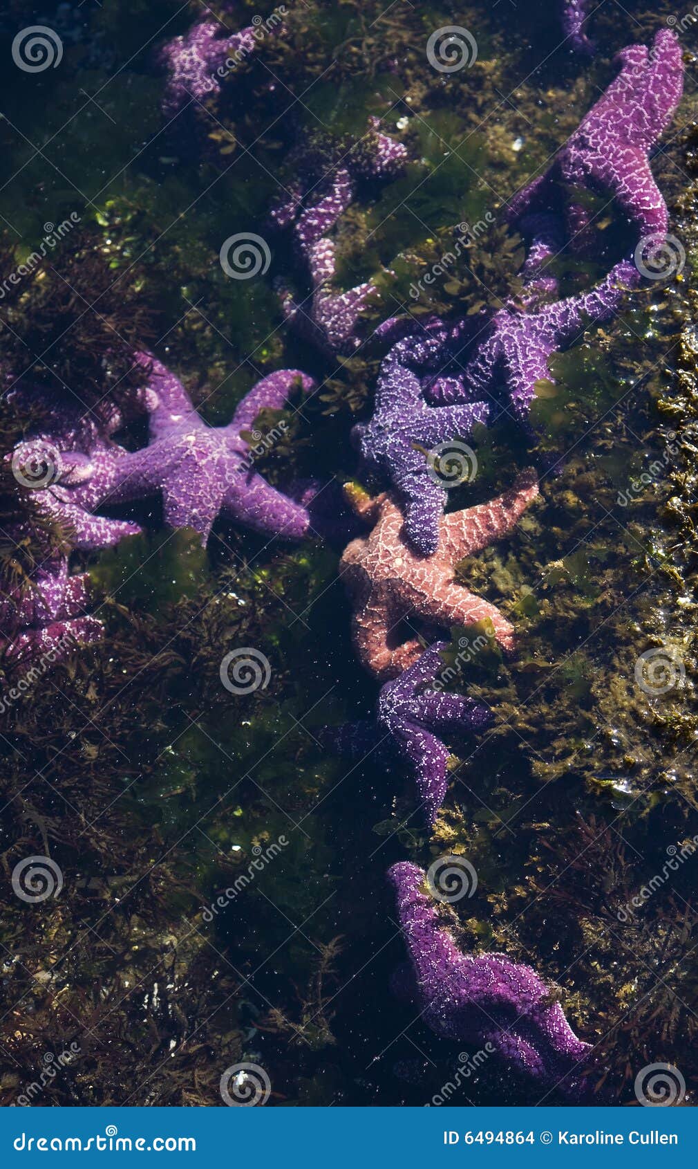 Starfish in a Tide Pool stock photo. Image of underwater - 6494864