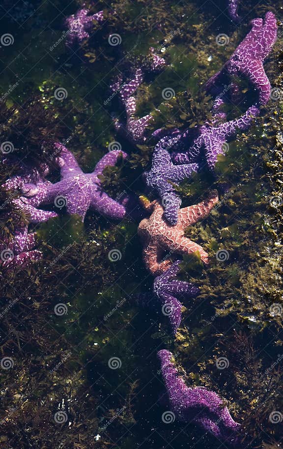 Starfish in a Tide Pool stock photo. Image of underwater - 6494864