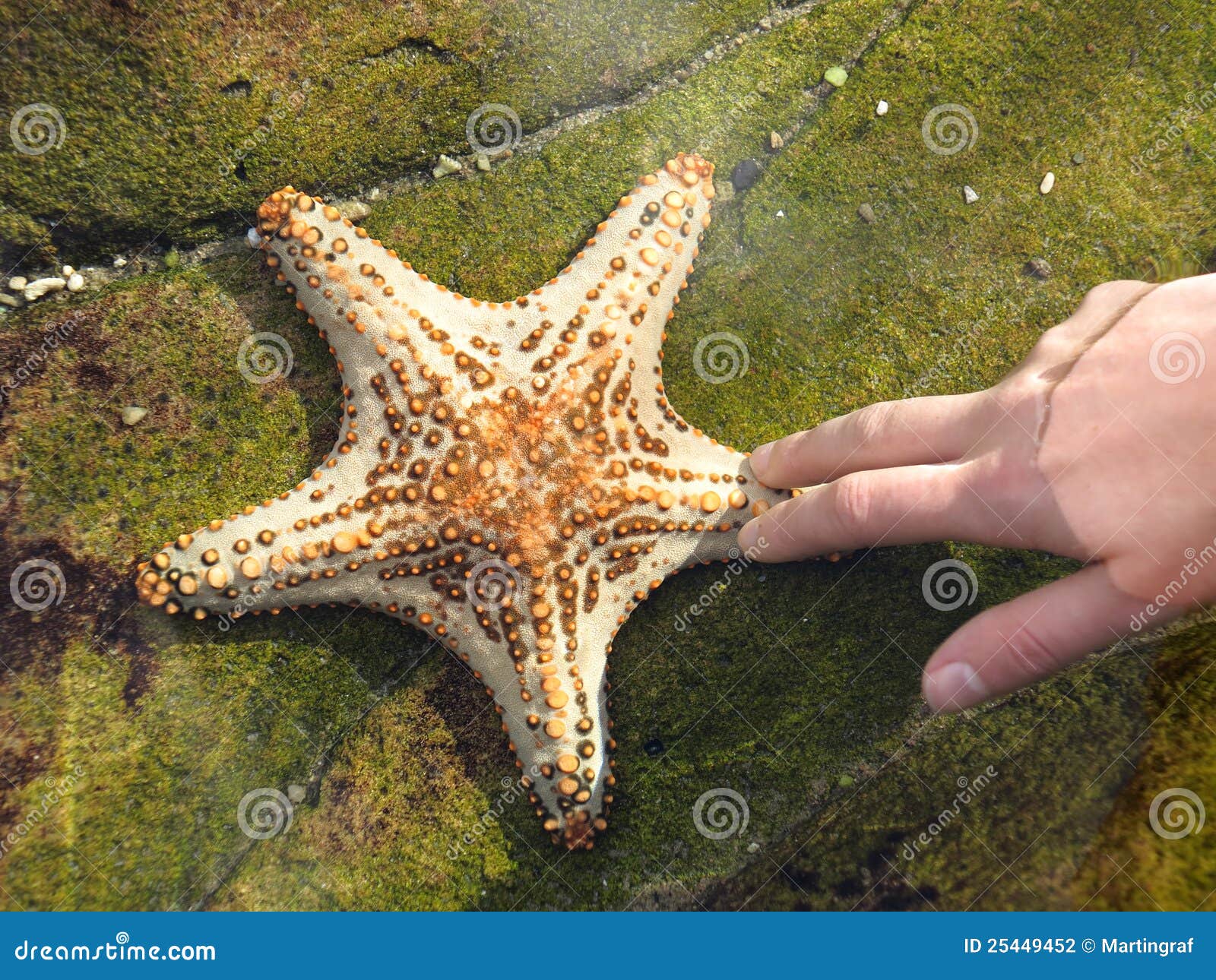 Golden-spotted Sea Star in Touch Pool Close-up Stock Photo - Image of ...