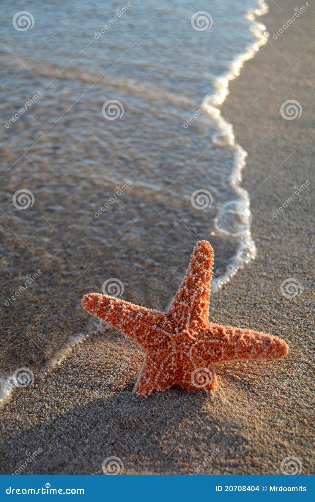 Starfish on a Tropical Beach Stock Photo - Image of seashore, fish ...