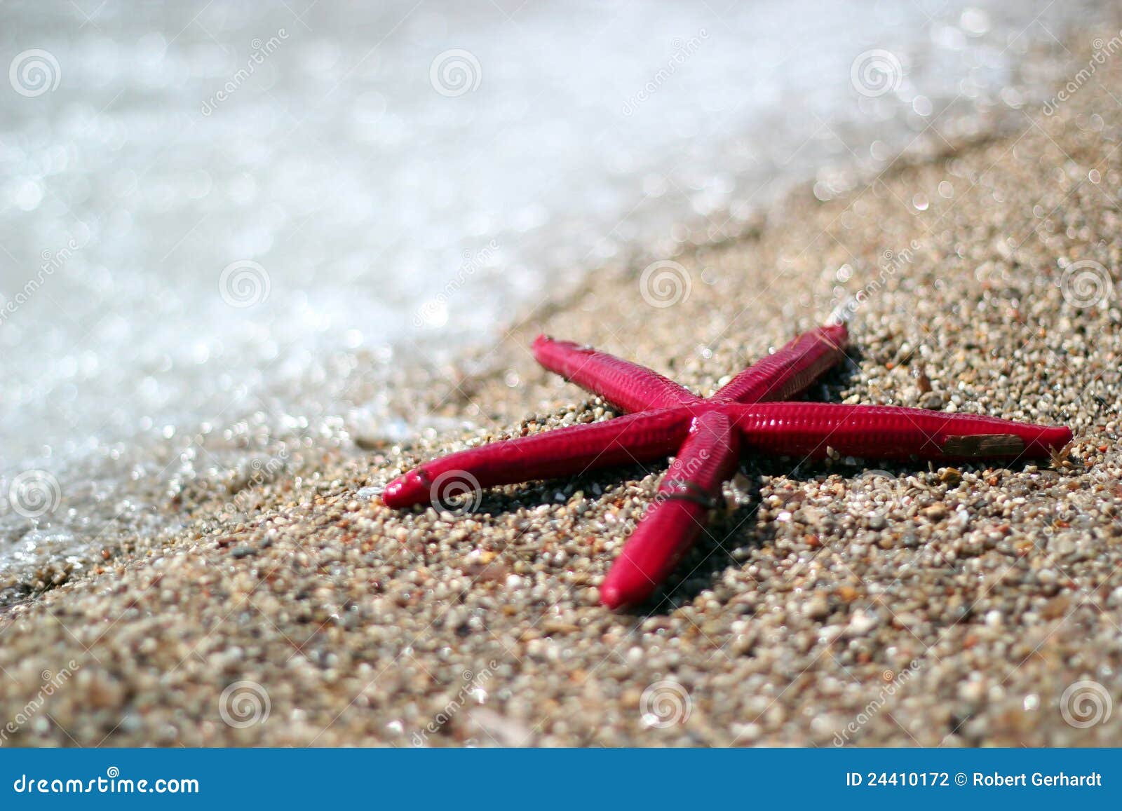 Starfish on a Tropical Beach Stock Photo - Image of concept, fauna ...