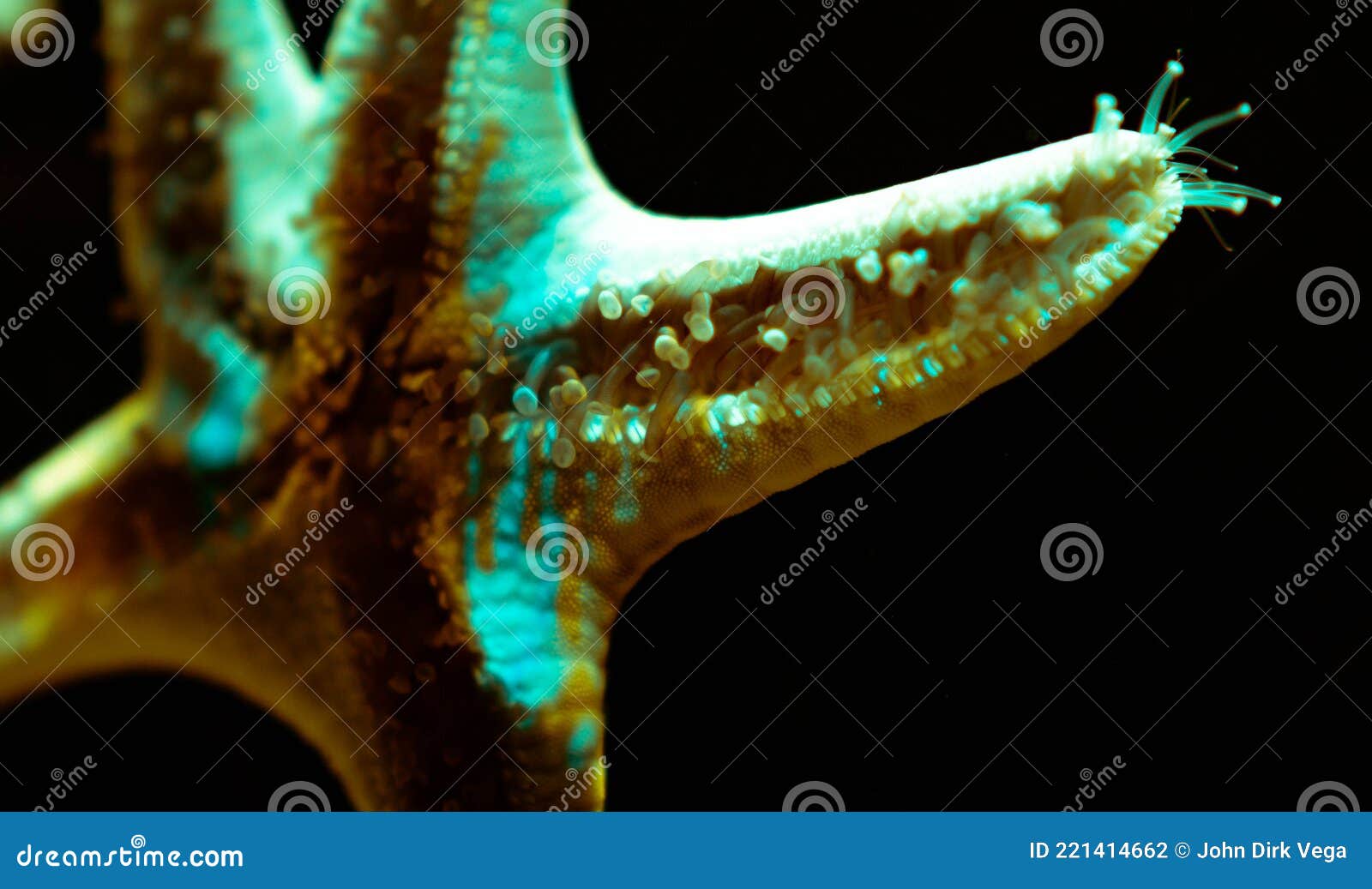 Starfish Tube feet stock photo. Image of scientific - 221414662