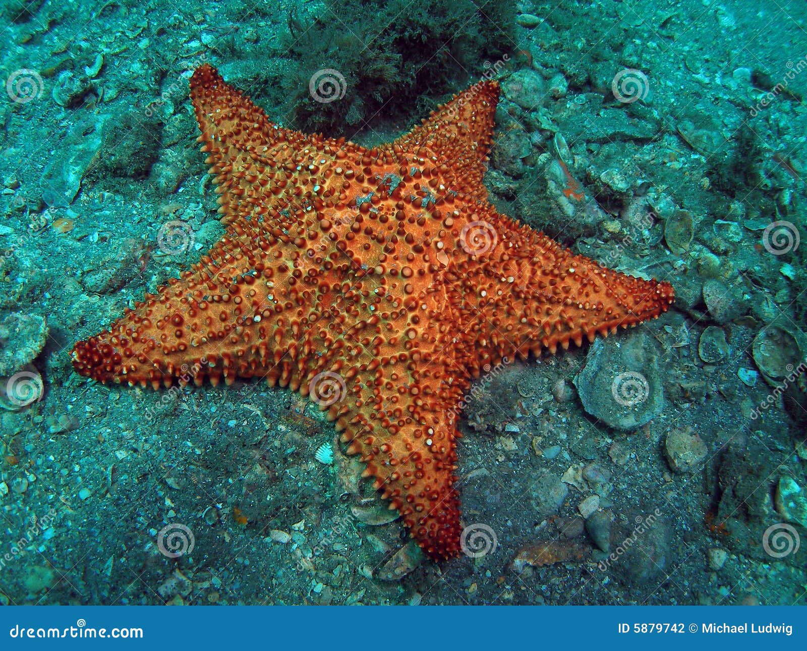Florida Starfish Species Identification