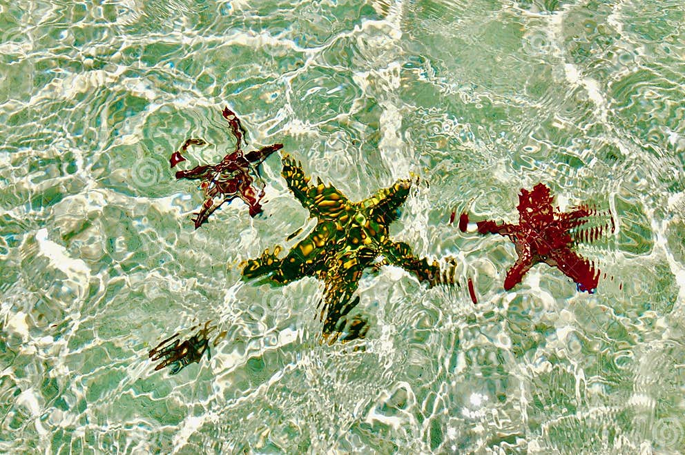 Starfish stock photo. Image of wild, green, starfish - 90121768