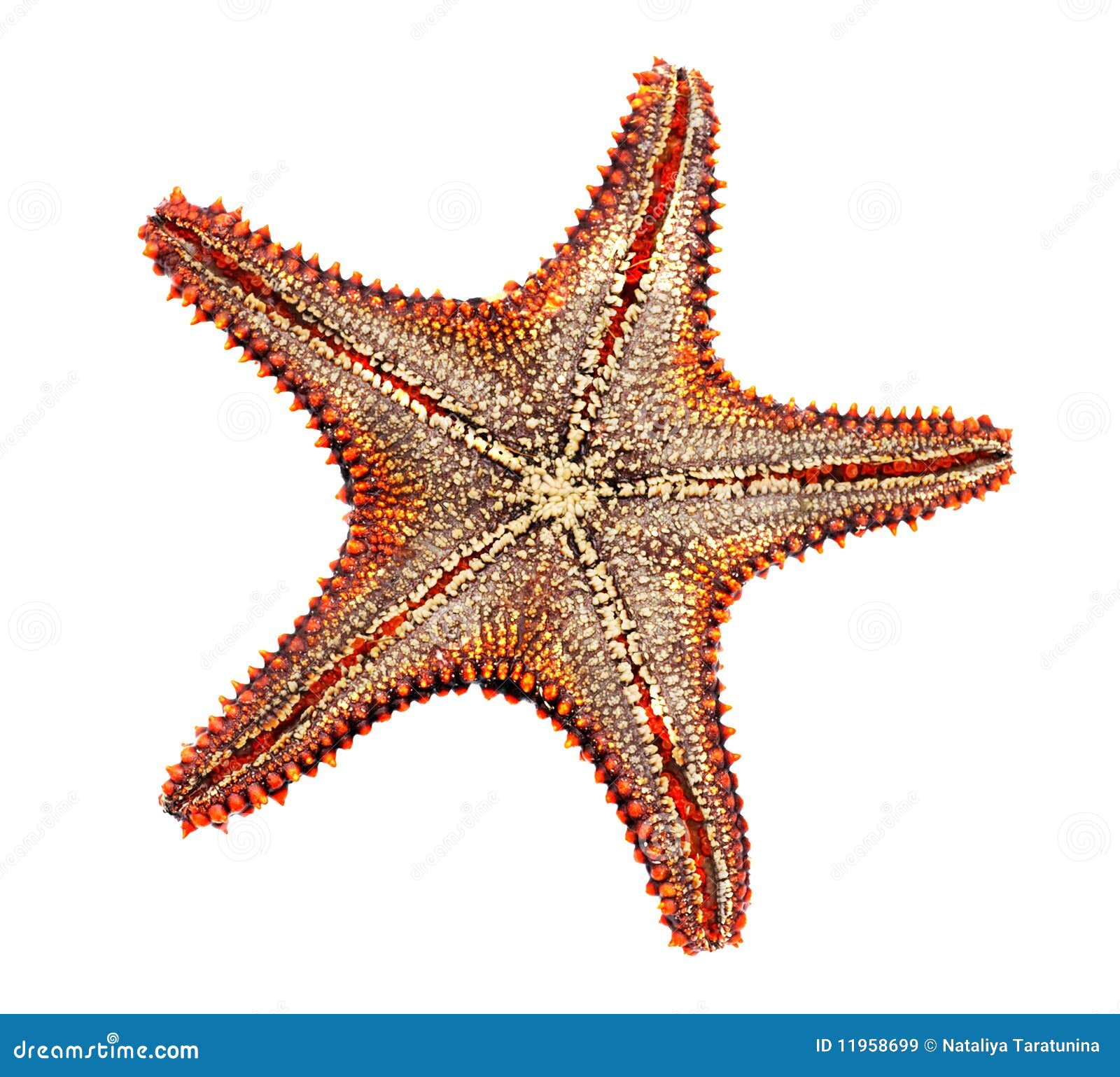 Underside Red Starfish Stock Photos - Free & Royalty-Free Stock Photos ...