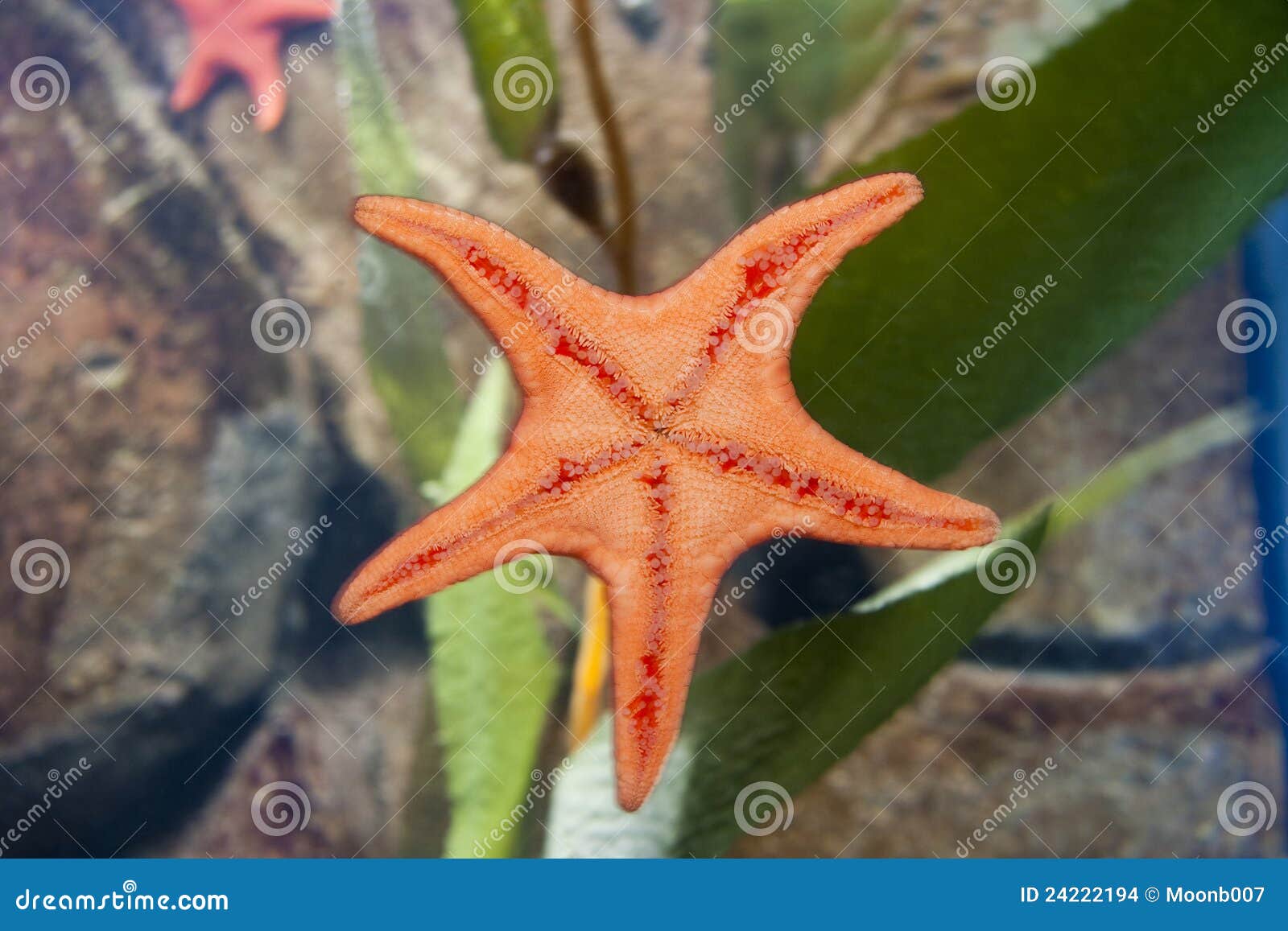 Starfish Underside stock photo. Image of bottom, bright - 24222194