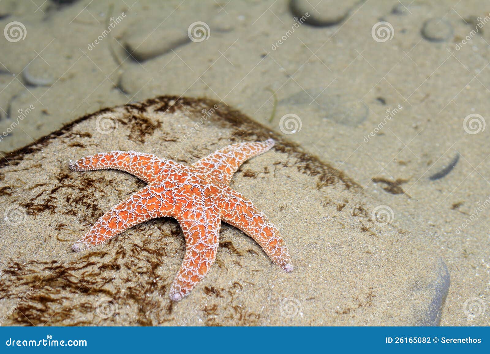 Starfish Underwater stock photo. Image of white, pool - 26165082