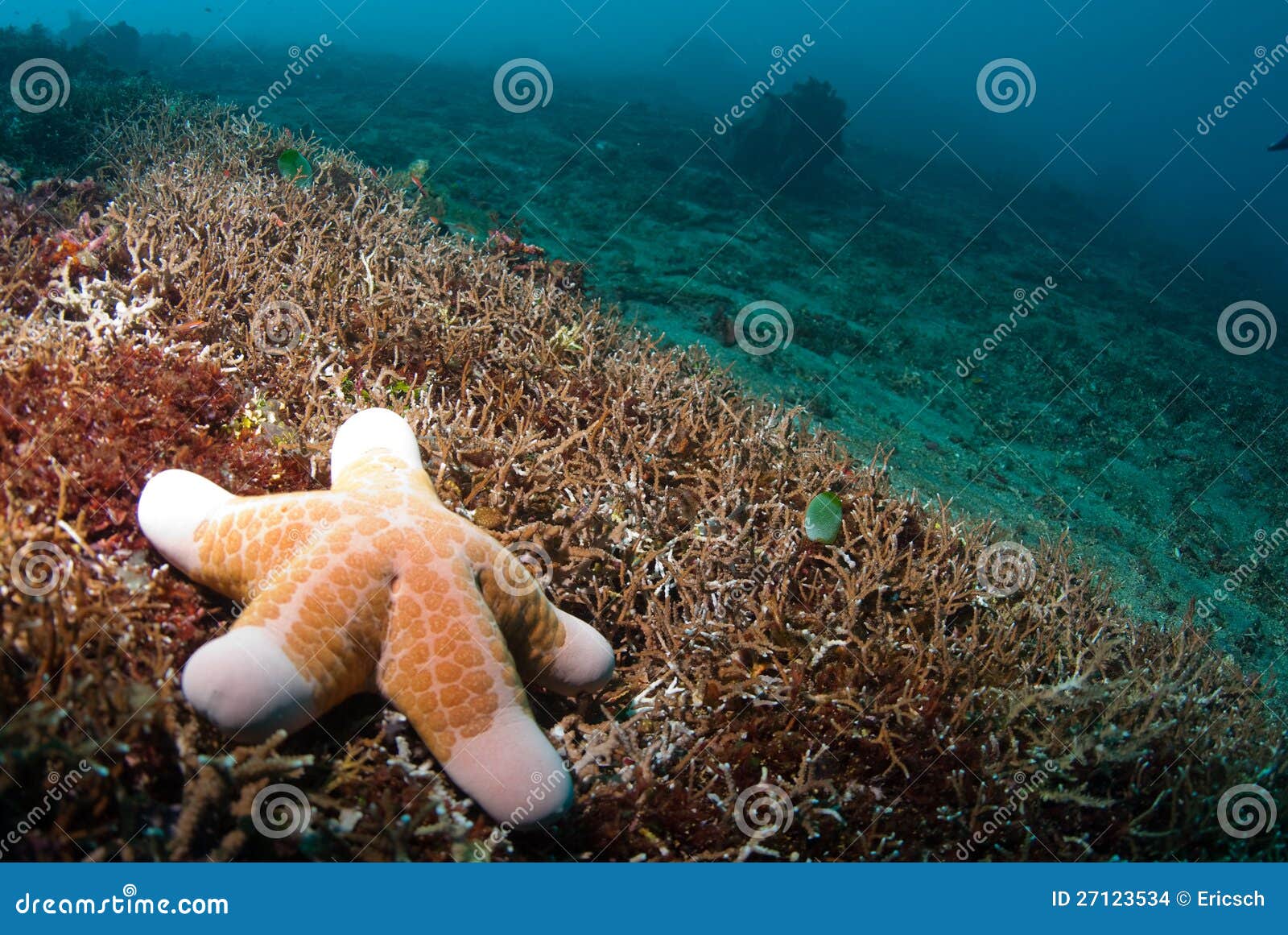 Starfish underwater stock photo. Image of orange, asia - 27123534
