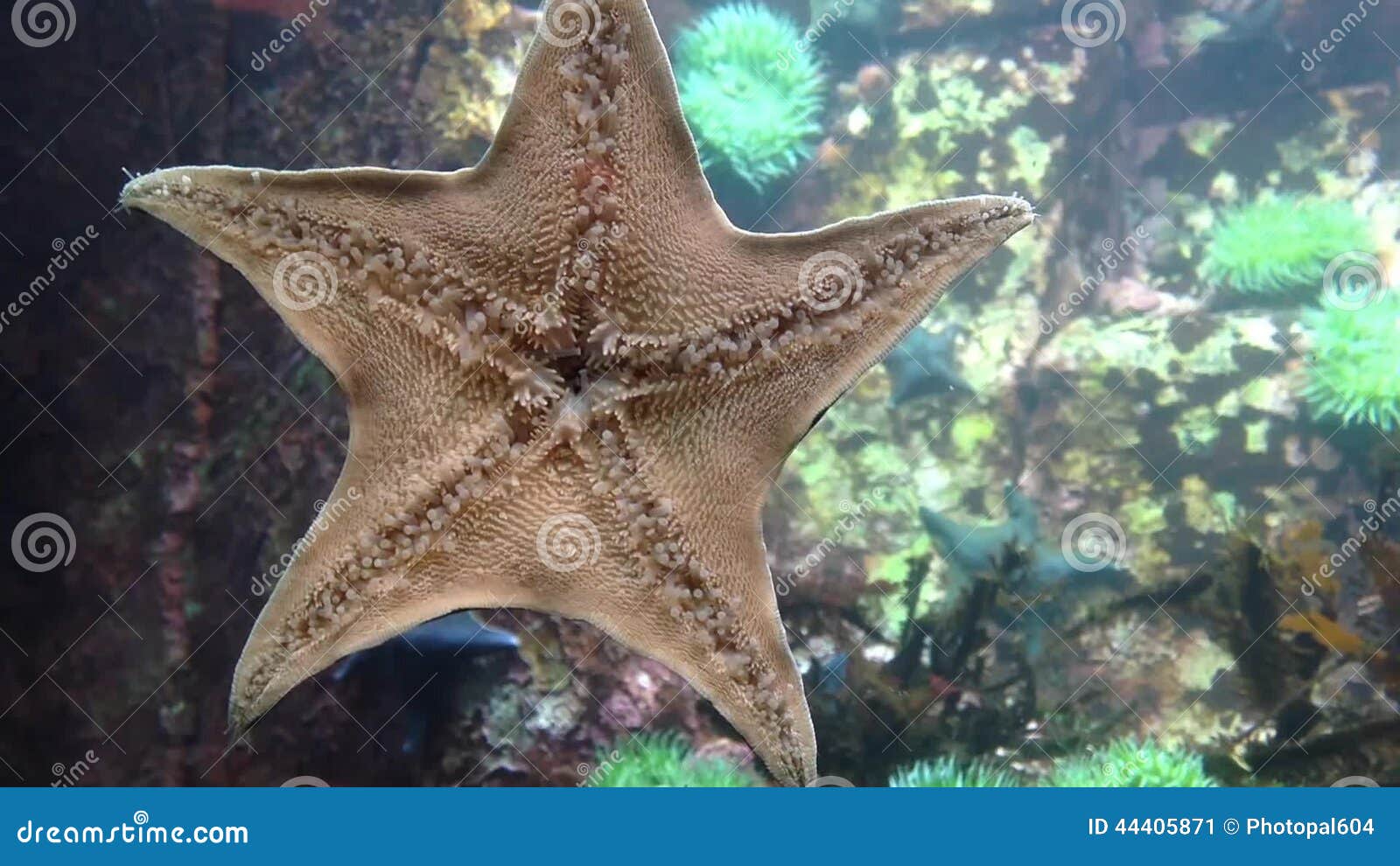Starfish underwater stock video. Video of shell, ocean - 44405871