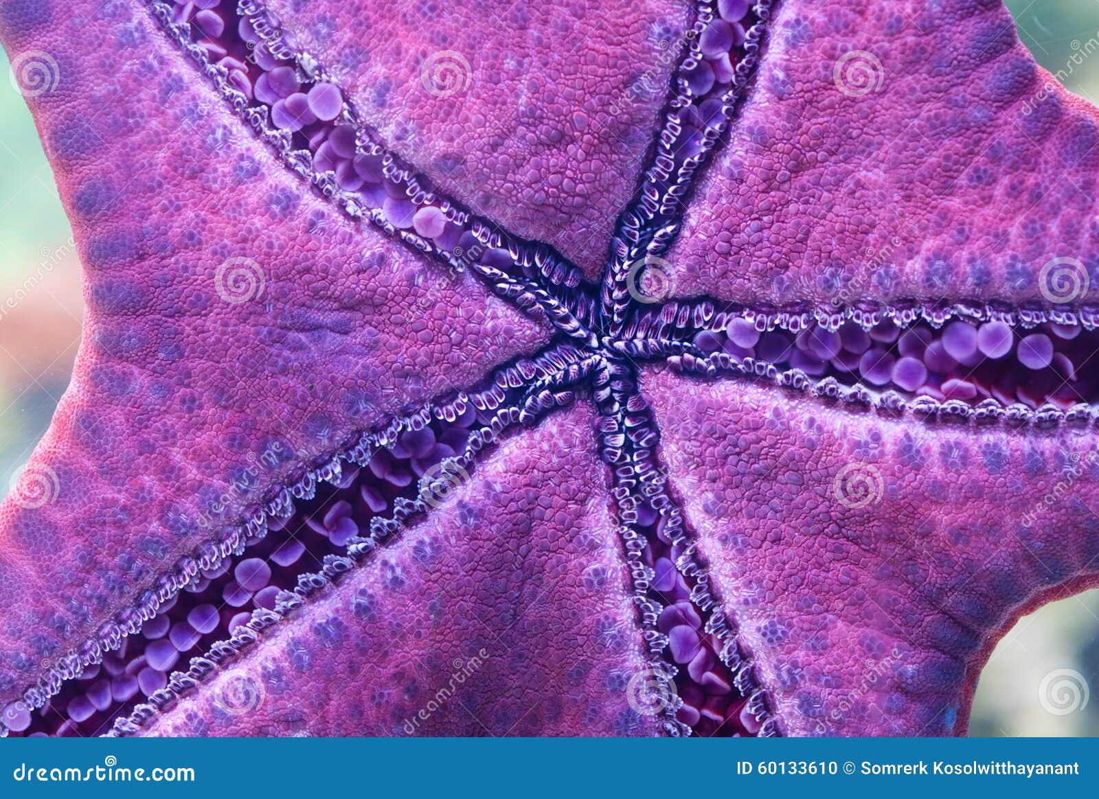 Starfish stock photo. Image of aquatic, coral, purple - 60133610