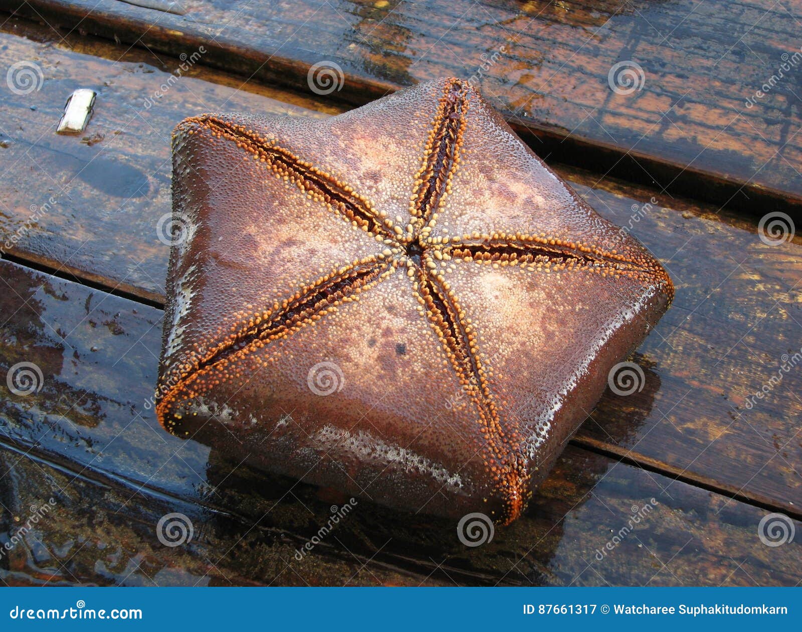 Starfish. stock image. Image of macro, beauty, pattern - 87661317