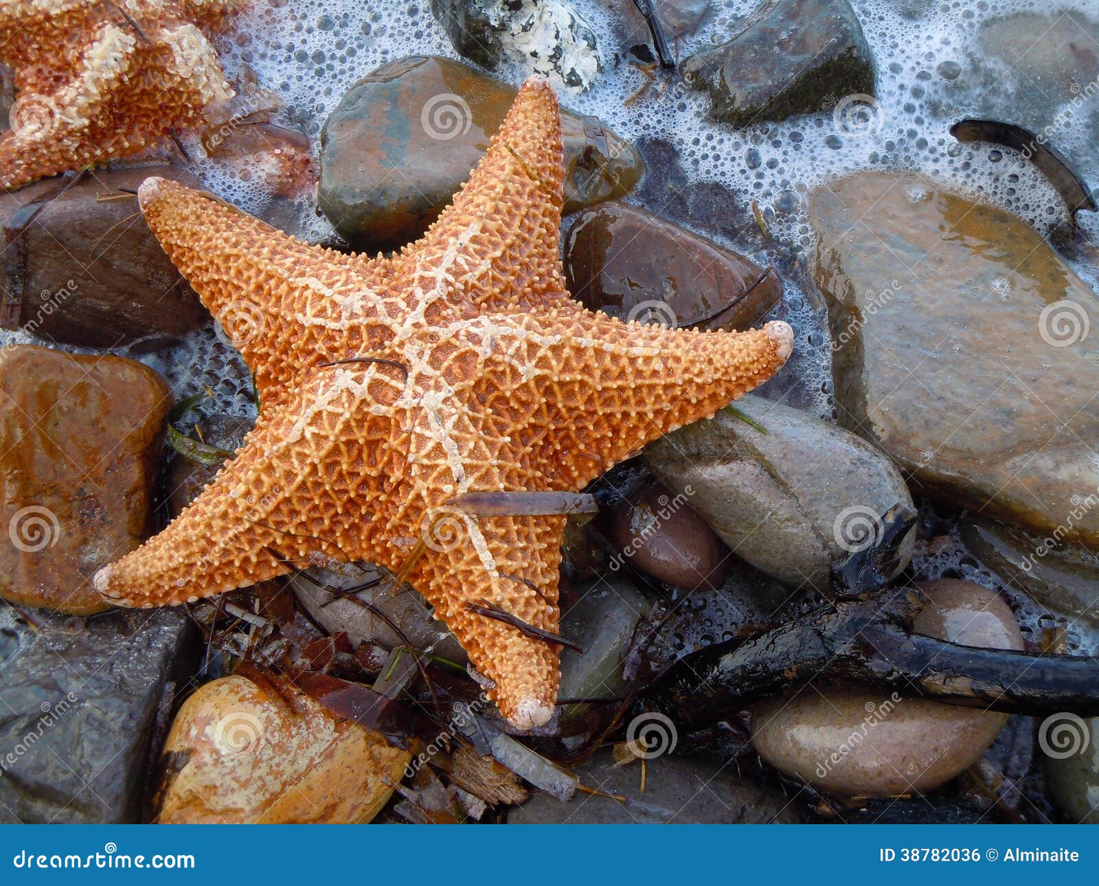 Starfish Washed Out on Beach Pebbles Stock Photo - Image of seashore ...