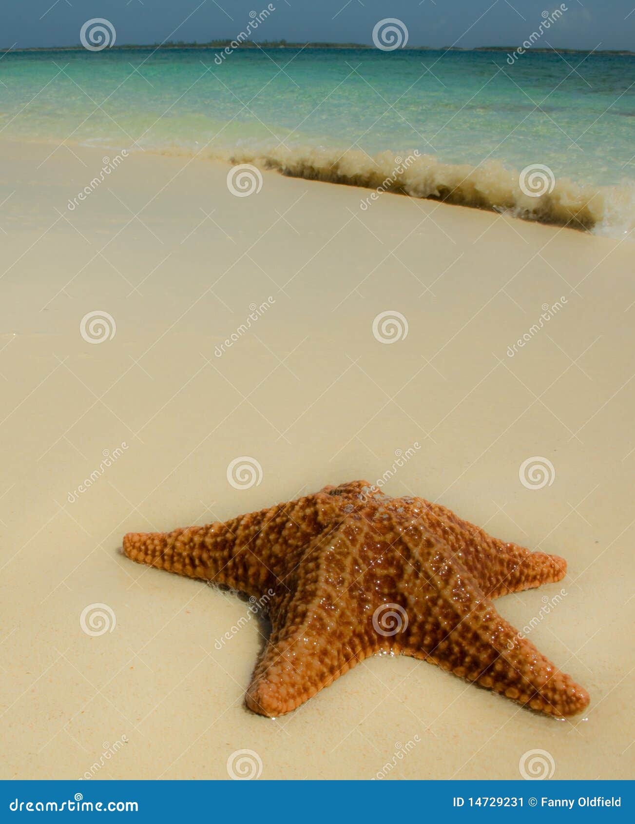 Starfish with wave stock image. Image of natural, sunlight - 14729231