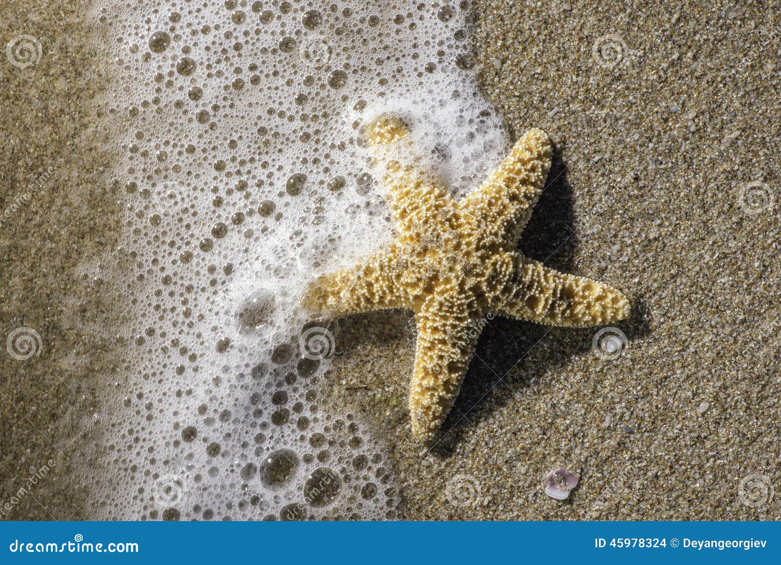 Starfish into the waves stock photo. Image of beach, nature - 45978324