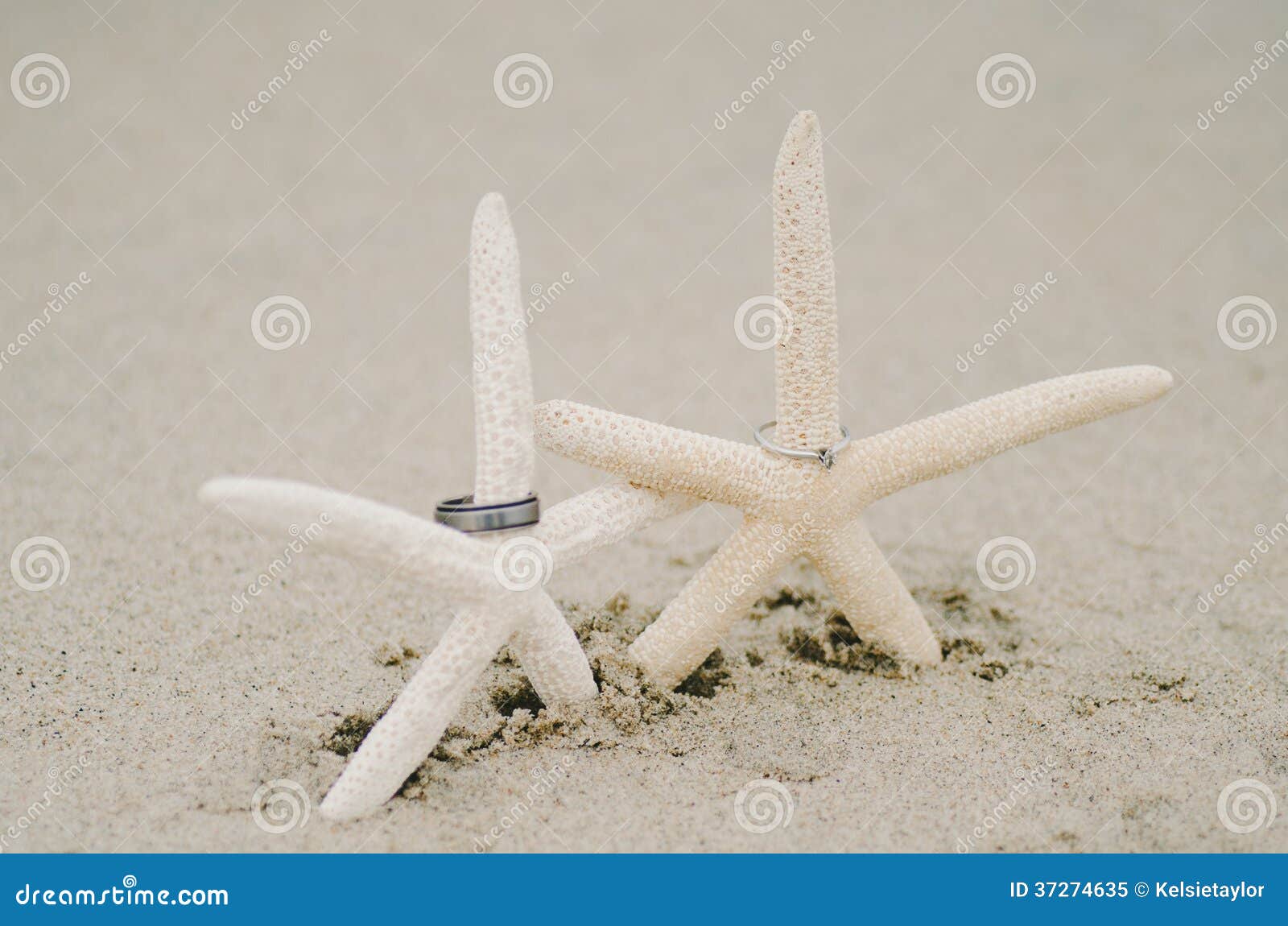 Starfish Wedding Rings stock image. Image of sand, nature - 37274635