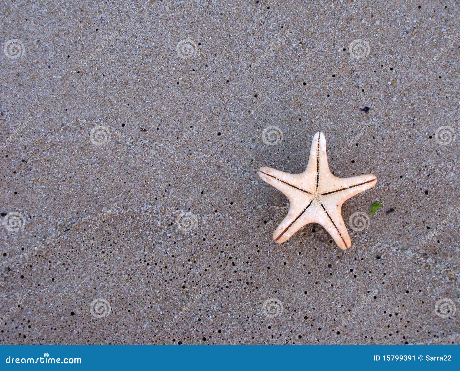 Starfish on wet sand stock image. Image of tropical, summer - 15799391