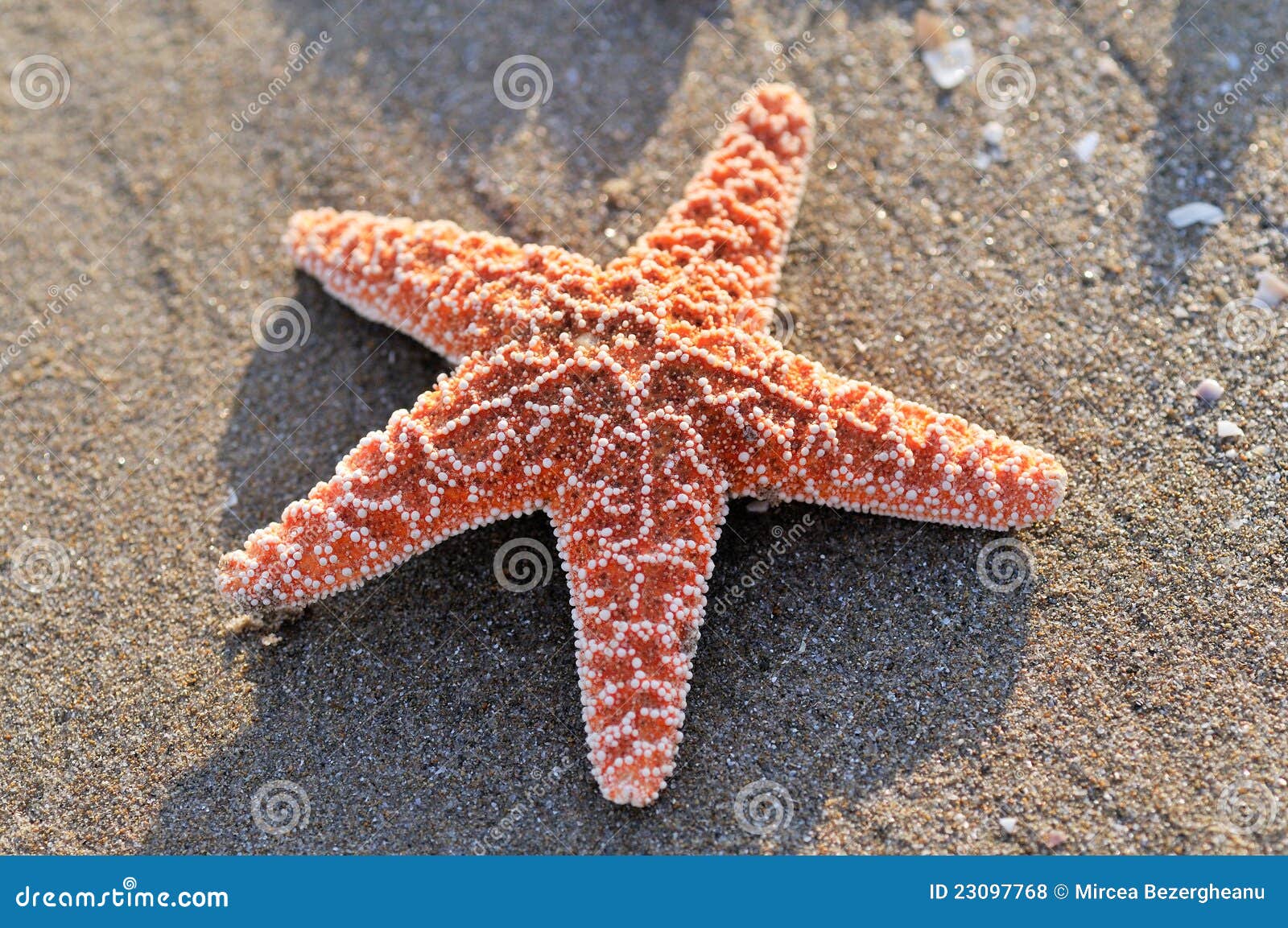 Starfish on wet sand stock photo. Image of beige, background - 23097768