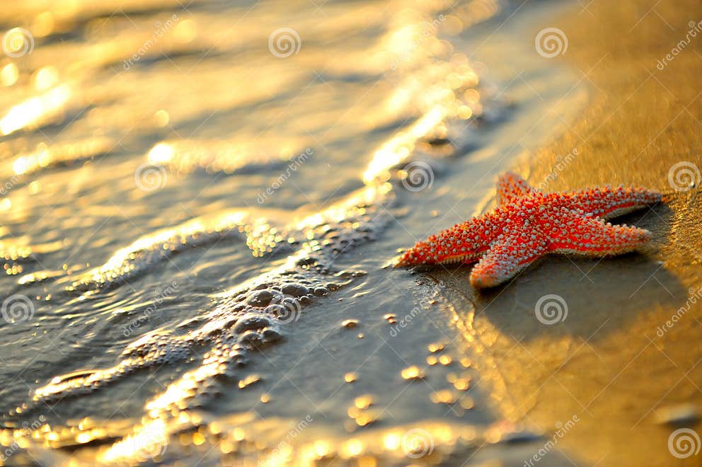 Starfish on wet sand stock image. Image of romantic, seashell - 6755451