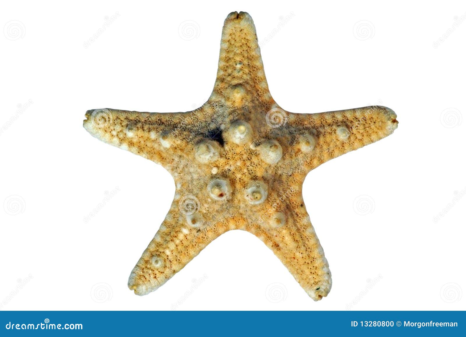 Starfish on White Background Stock Photo - Image of isolated, white ...
