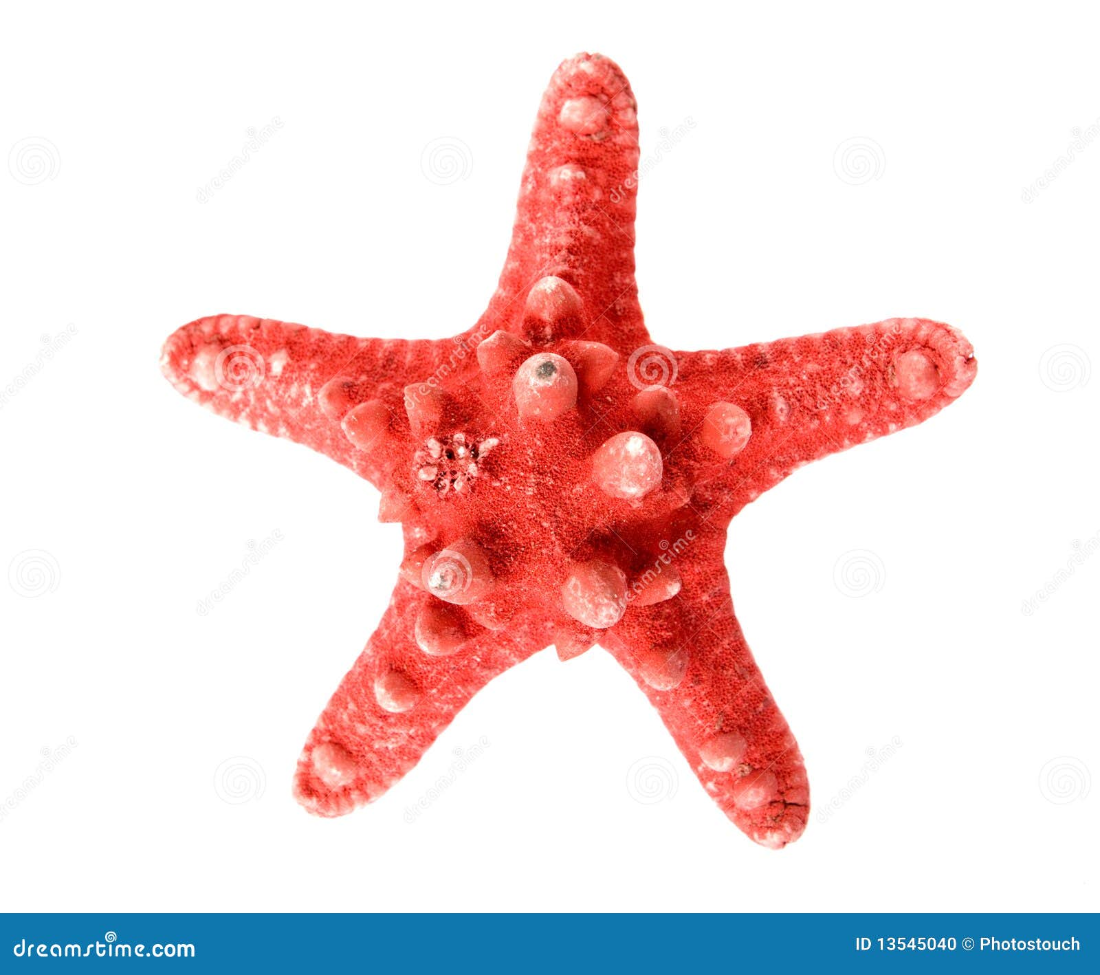 Starfish on White Background Stock Photo - Image of macro, resort: 13545040