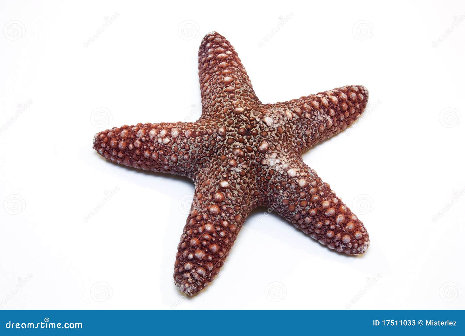 Starfish On White Background Stock Image - Image of macro, shoreline ...