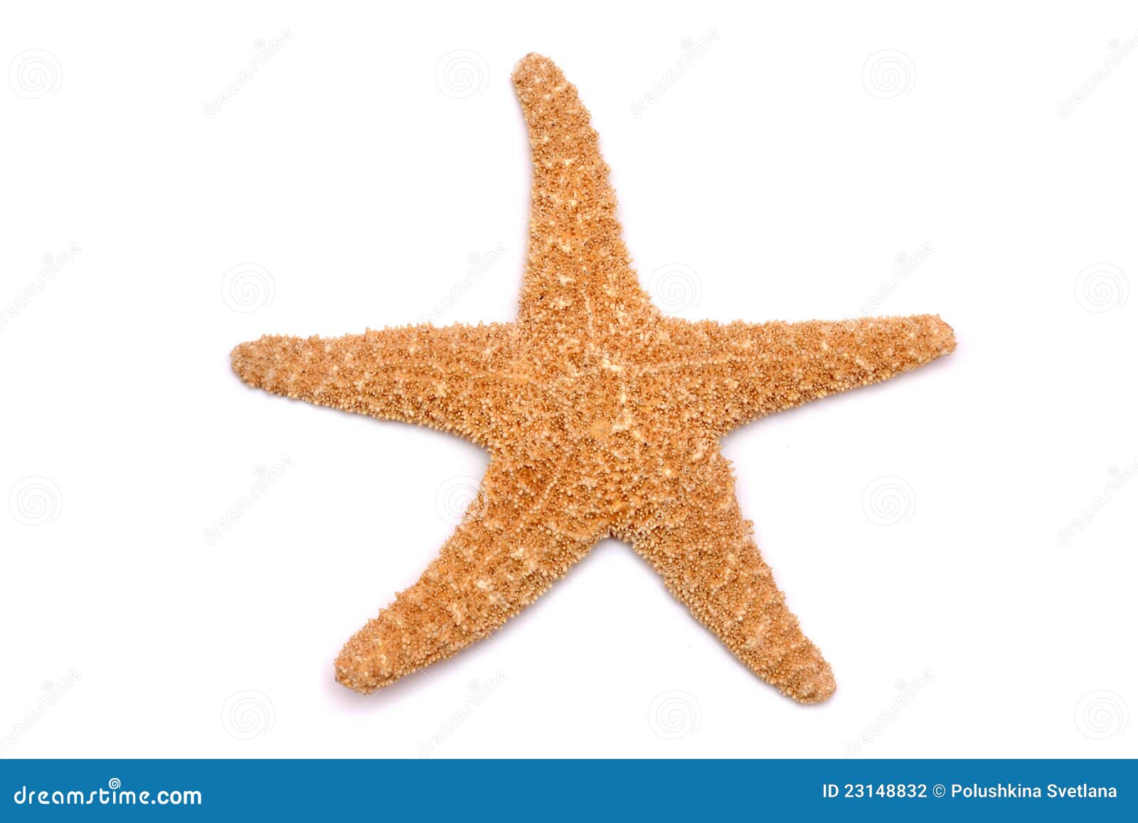 Starfish on a White Background Stock Photo - Image of closeup, animal ...