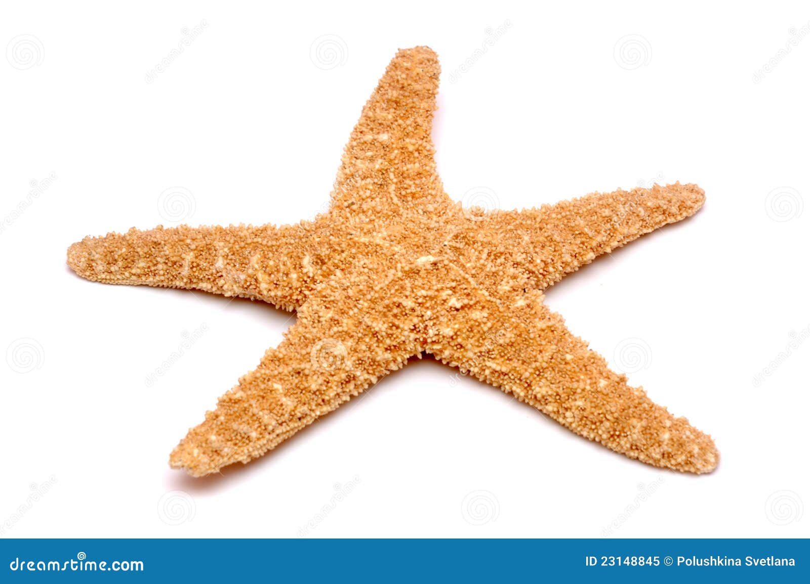 Starfish White Background