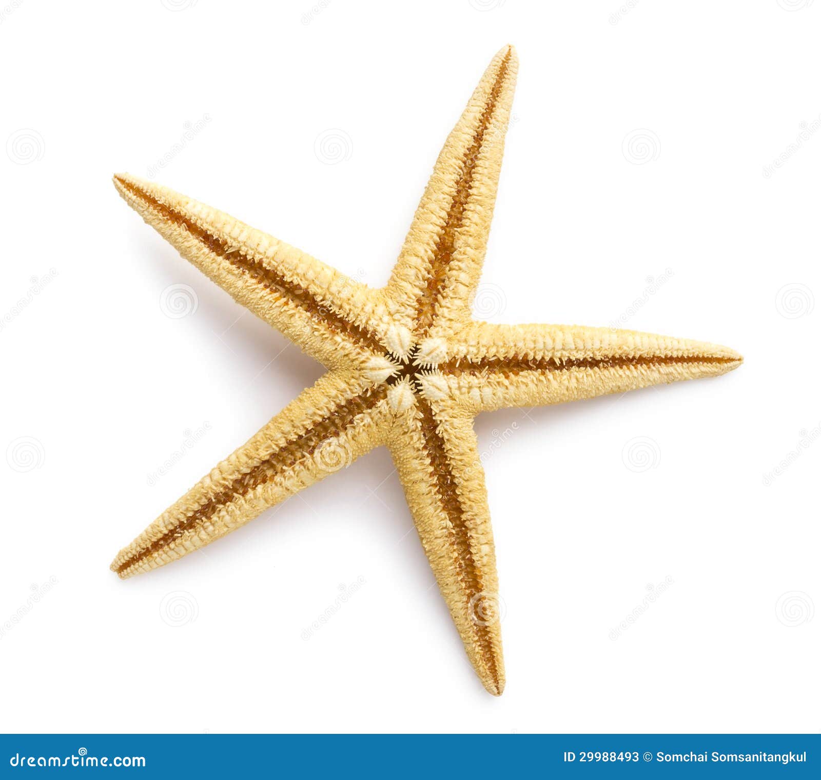 Starfish, Sea Stars and Shells. Stock Image - Image of invertebrate ...