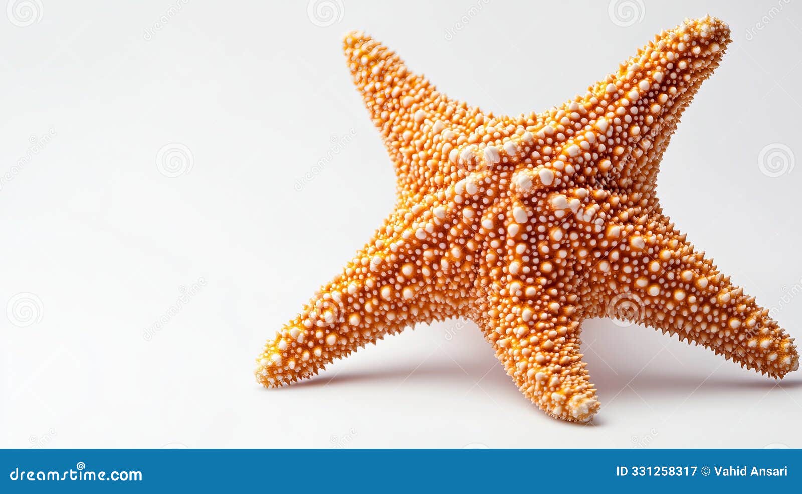 Starfish on a White Background. Close-up. Layout. Side View Stock ...
