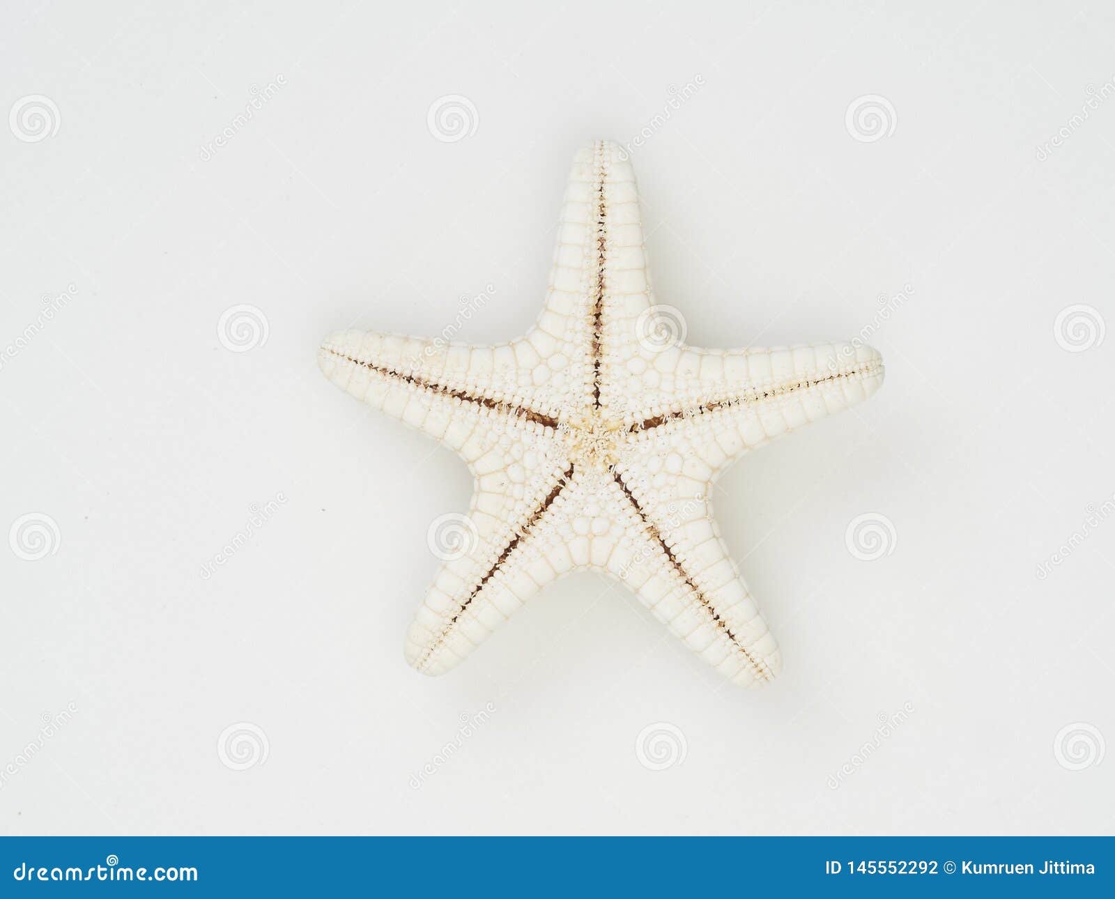 Starfish on a White Background Stock Photo - Image of sunny, background ...
