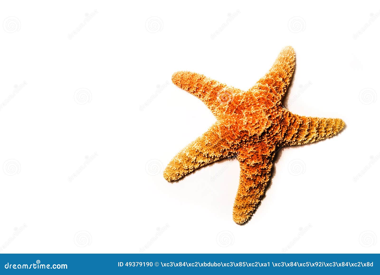 Starfish stock photo. Image of water, starfish, backgrouns - 49379190