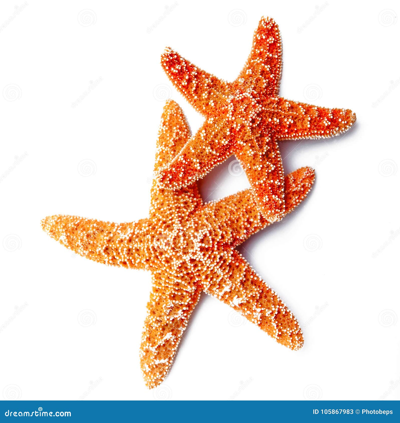 Starfish White Background