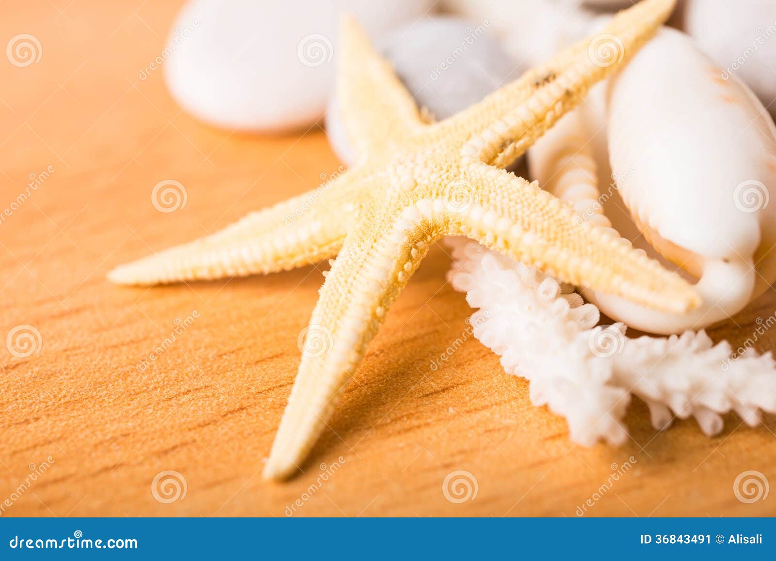 Starfish, White Coral, Shell Stock Image - Image of biology, aquarium ...
