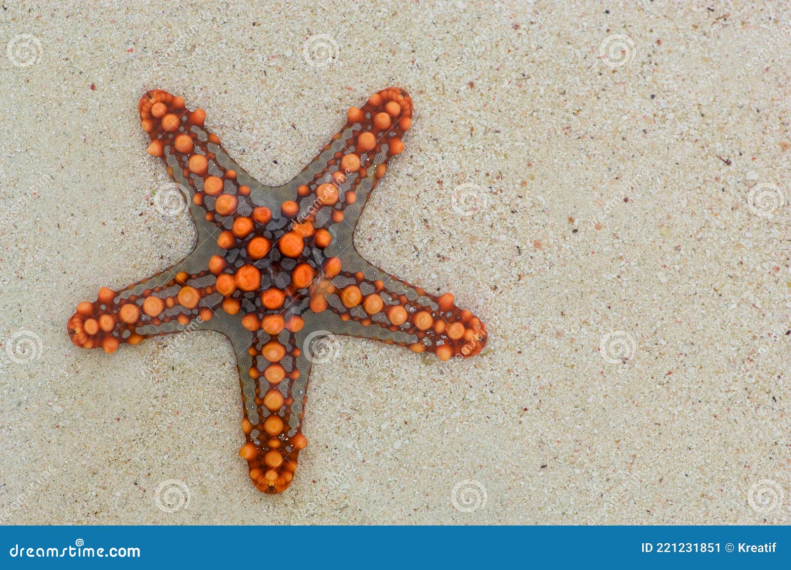 Starfish on the White Sandy Beach with Bright Grains of Sand Stock ...