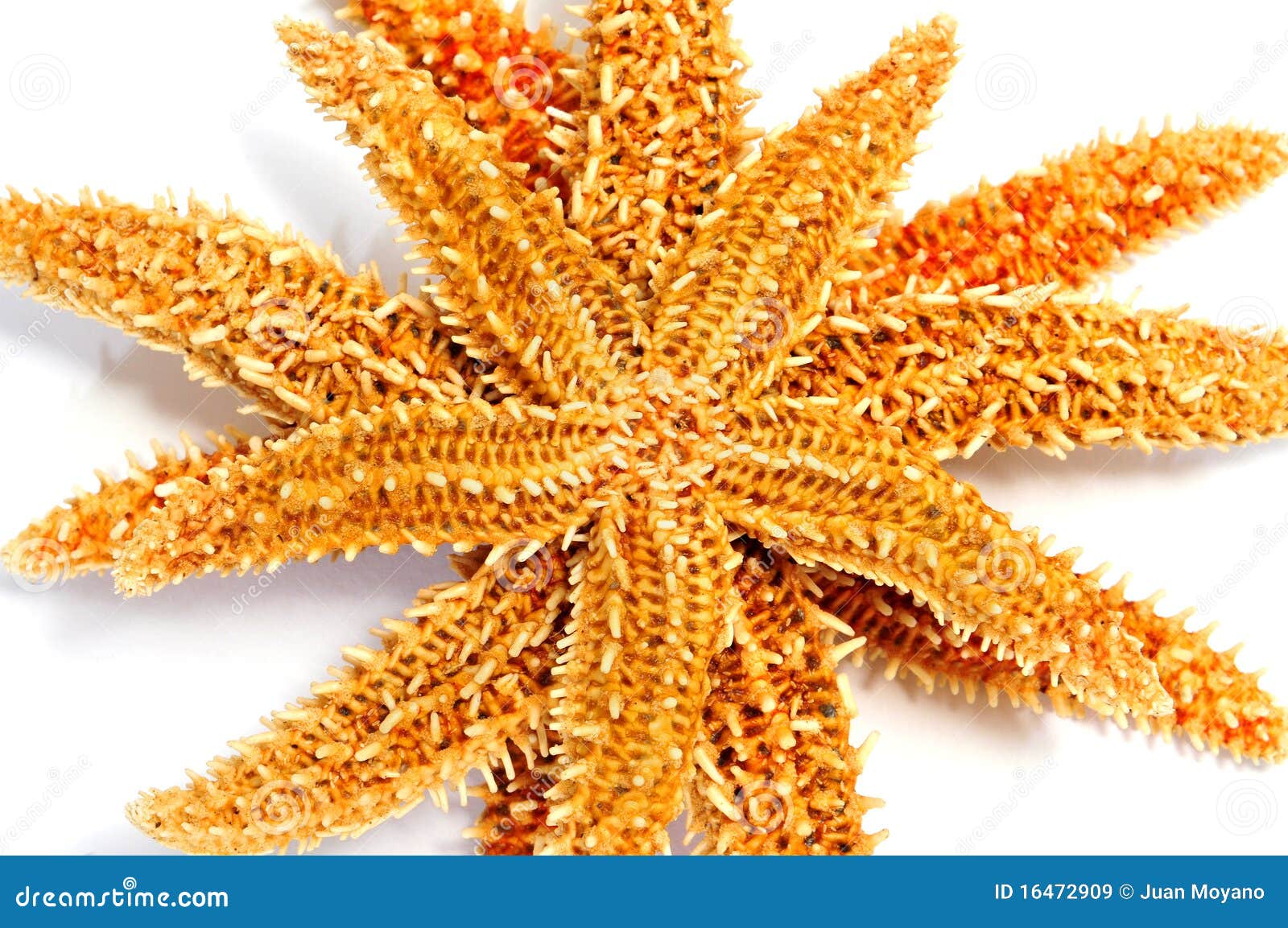 Starfishes stock image. Image of marine, shape, five - 16472909