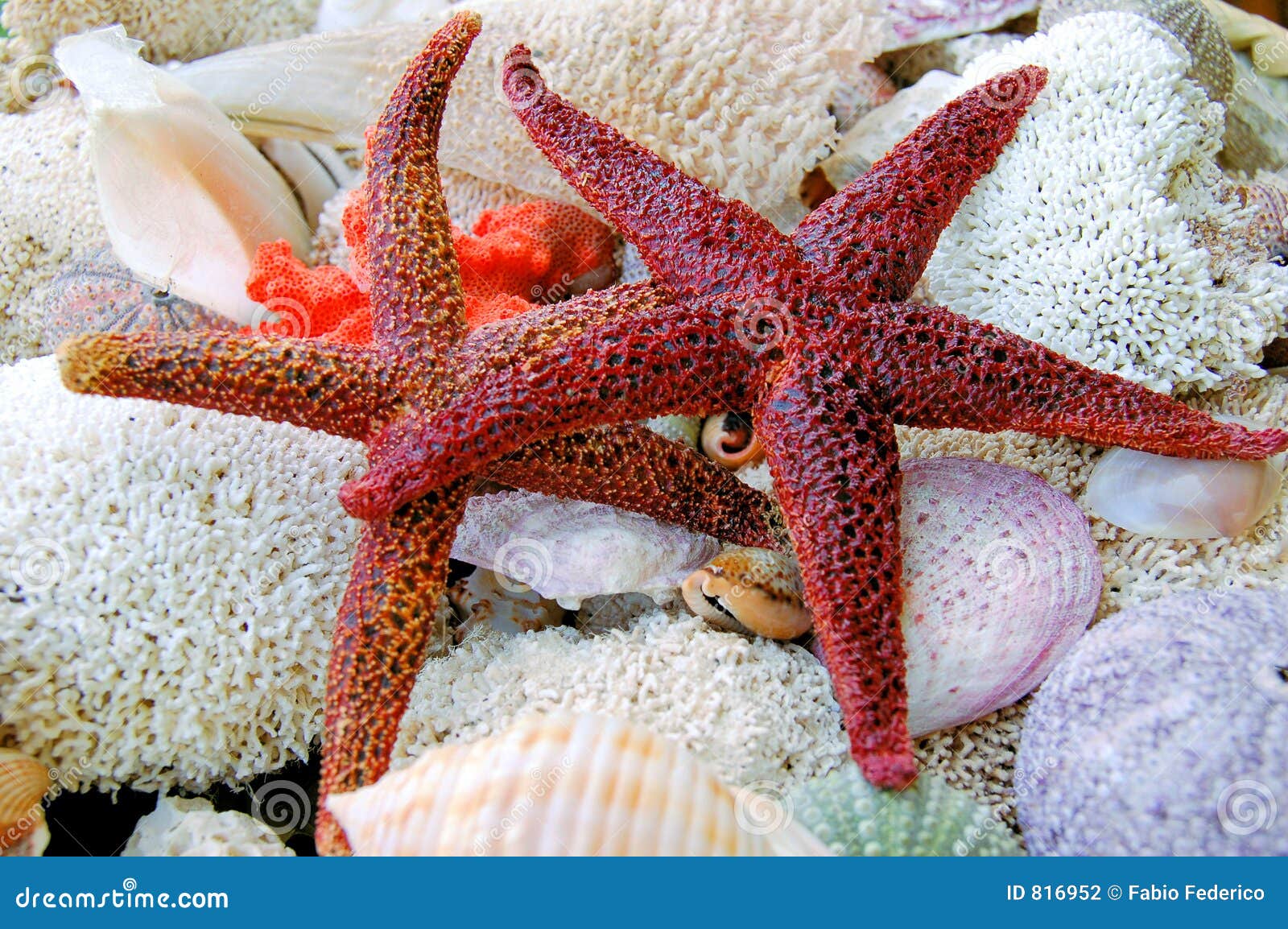 Starfishes .. stock photo. Image of summer, aquarium, beach - 816952