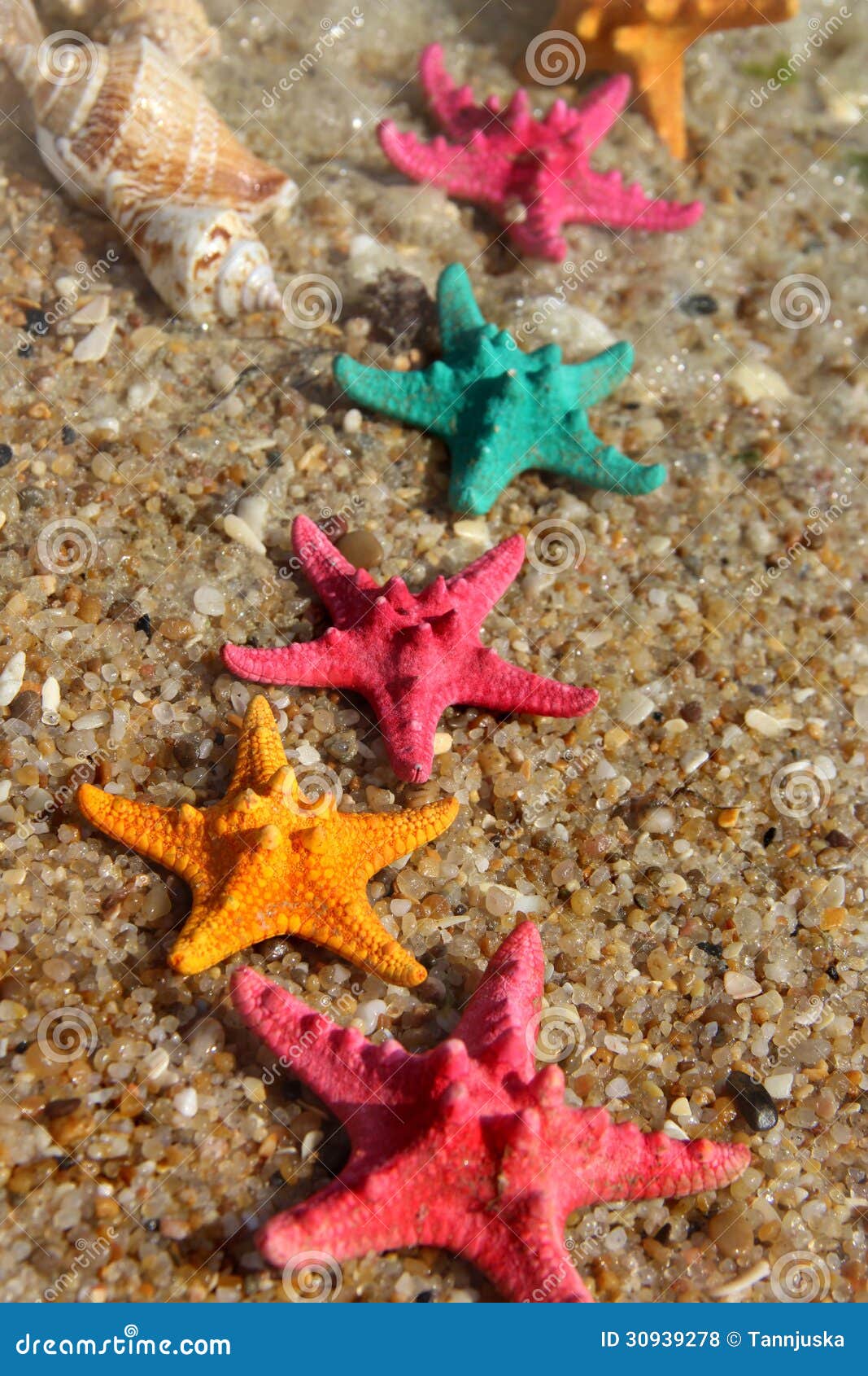 Starfishes on the beach stock photo. Image of seashore - 30939278