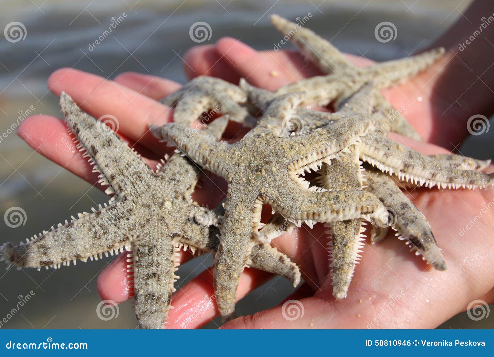 Starfishes in her hand stock photo. Image of ocean, star - 50810946