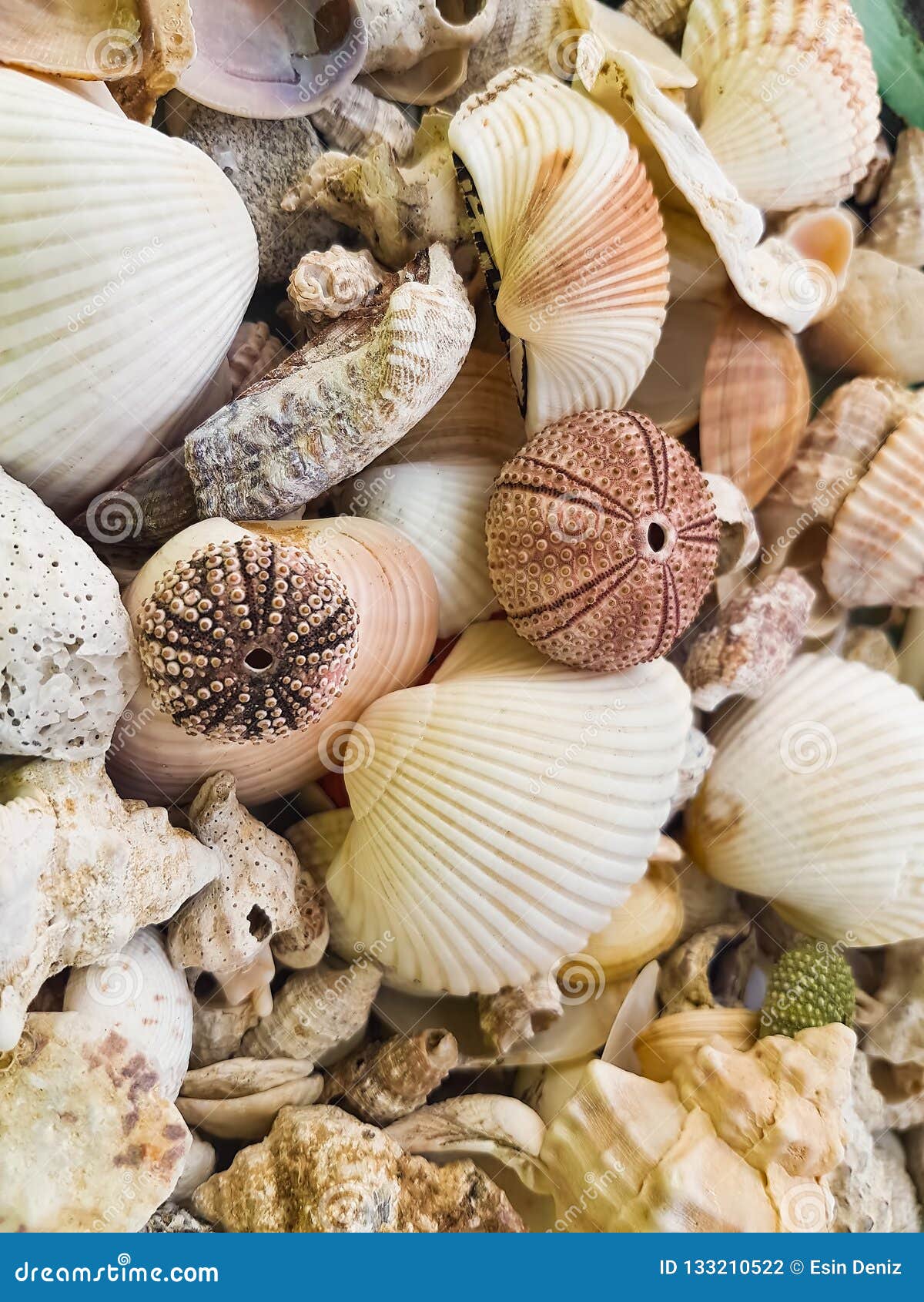 Starfishes, Pearls, and Amazing Seashells Stock Photo - Image of ...