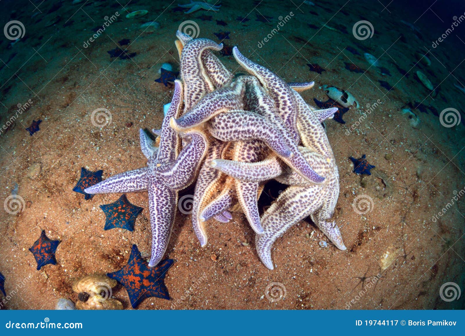 Starfishes spawning stock image. Image of underwater - 19744117