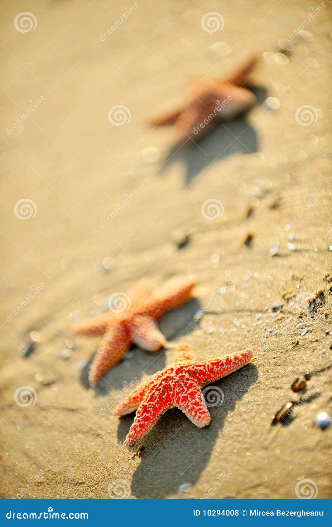 Starfishes on wet sand stock photo. Image of summer, ocean - 10294008