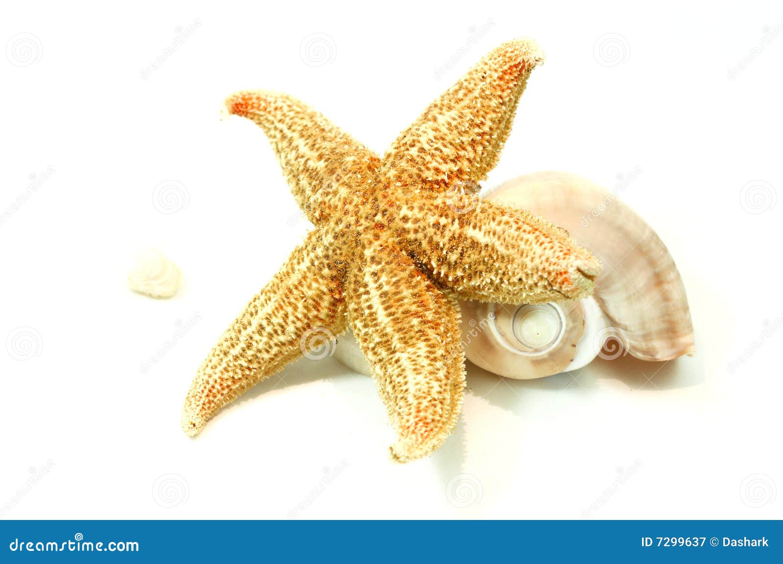 Starfishs and seashells stock image. Image of nature, life - 7299637