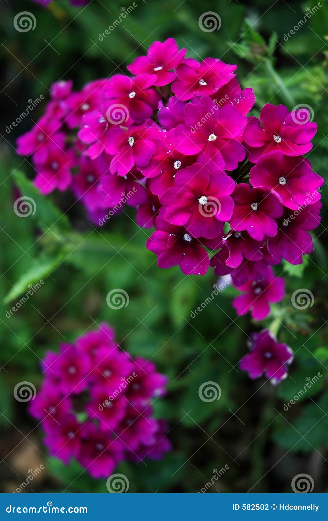 Starflower stock photo. Image of spring, vivid, starflower - 582502