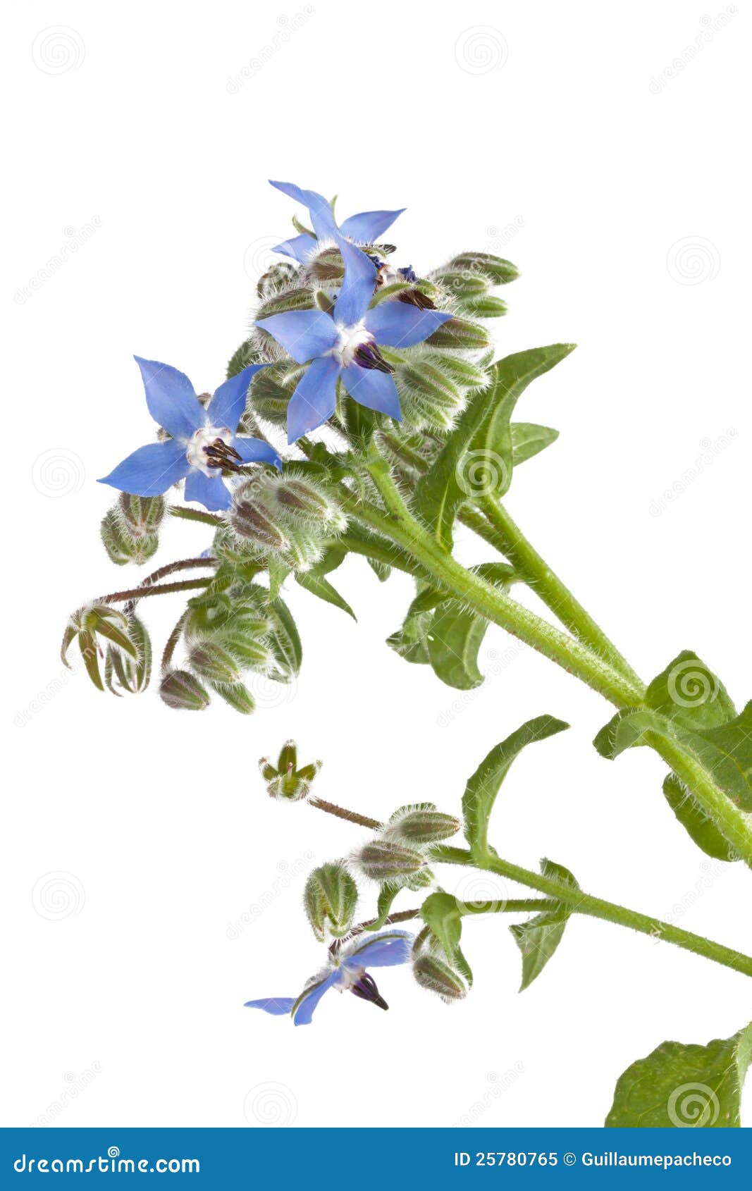 Starflower (Borage) Isolated on White Background Stock Image - Image of ...