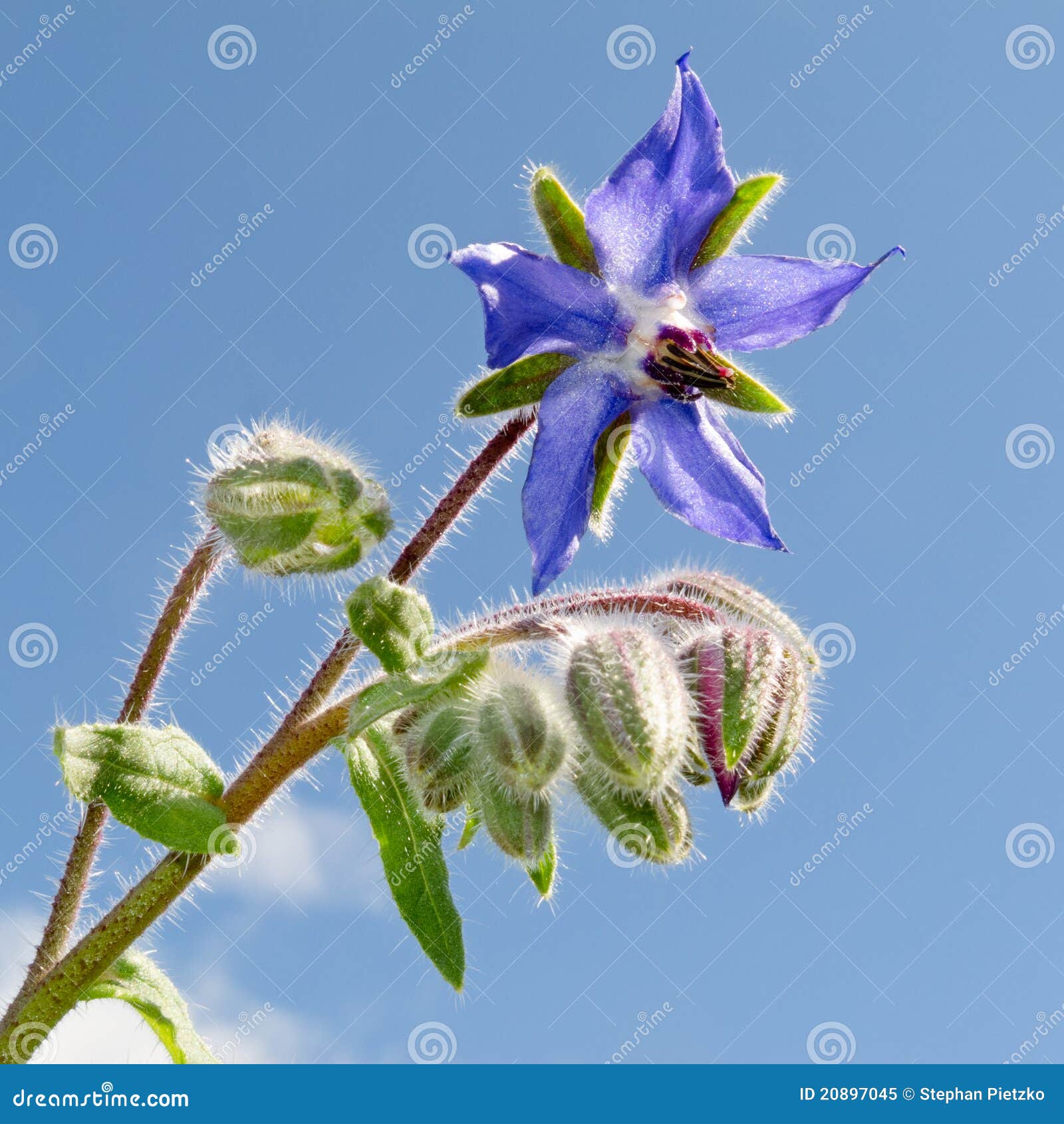 Starflower, Borago Officinalis, Bloosom and Buds Stock Image - Image of ...
